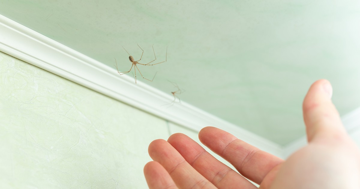 Hosszú lábú pók a lakásban: ezt jelzi a házi kaszáspók - Startlap