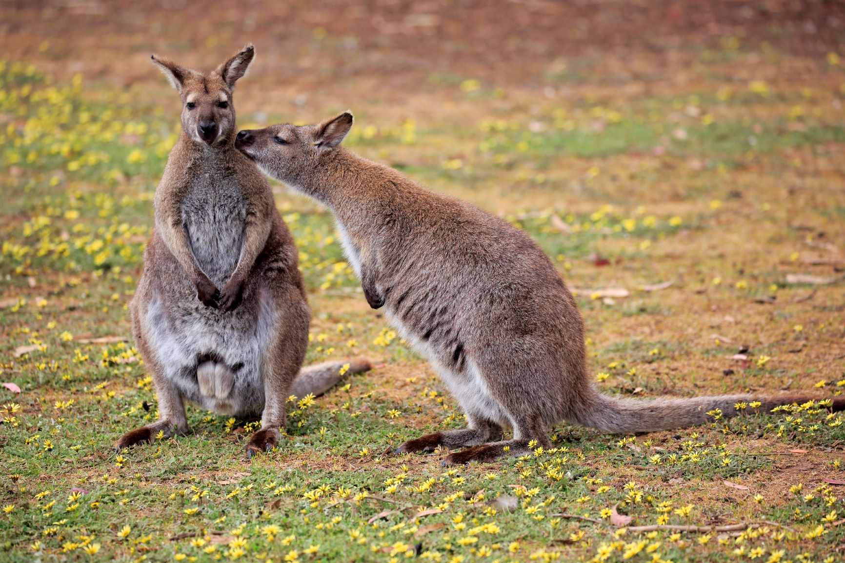 Megszökött két kenguru a Miskolci Állatkertből - Startlap Utazás