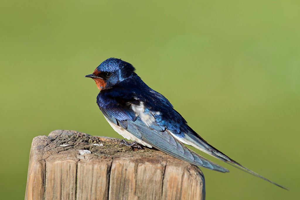 Fecskebölcsőket helyeztek ki a MÁV-megállókban a Dunakanyarban ...
