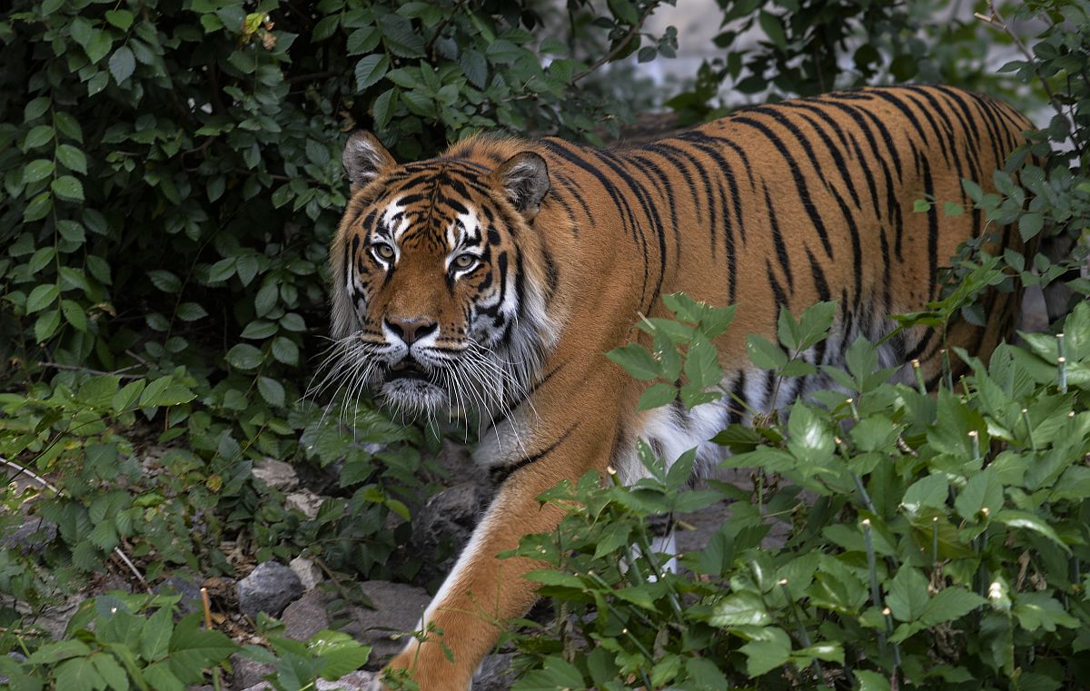Fotó az Ukrajnából Szlovákiába átszökött tigrisről - Startlap Utazás