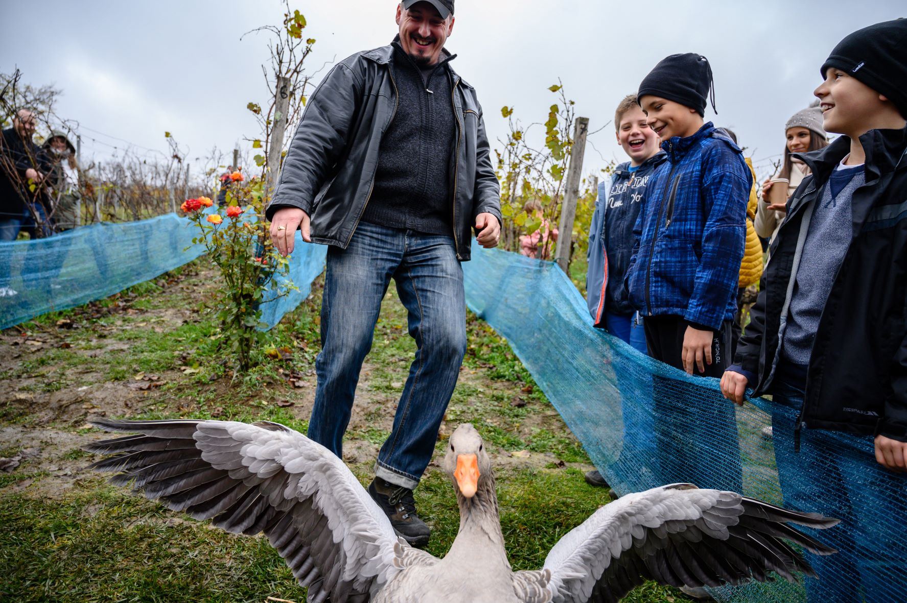 Márton-napi programajánló – élmények és liba minden mennyiségben ...