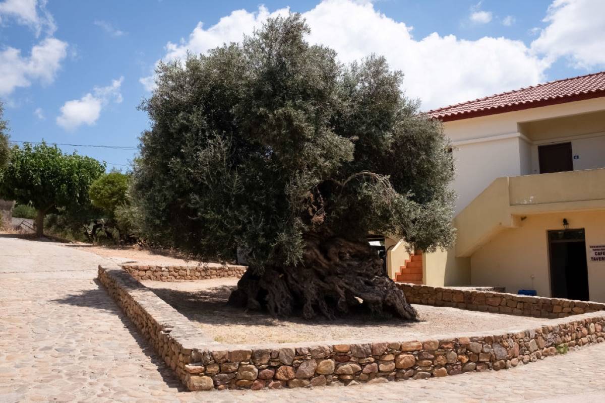 A természet csodája: még terem a 3000 éves olajfa - Startlap Utazás