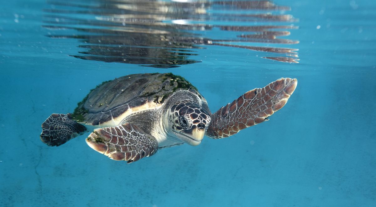 Teknősök támadtak a fürdőzőkre Horvátországban - Startlap Utazás