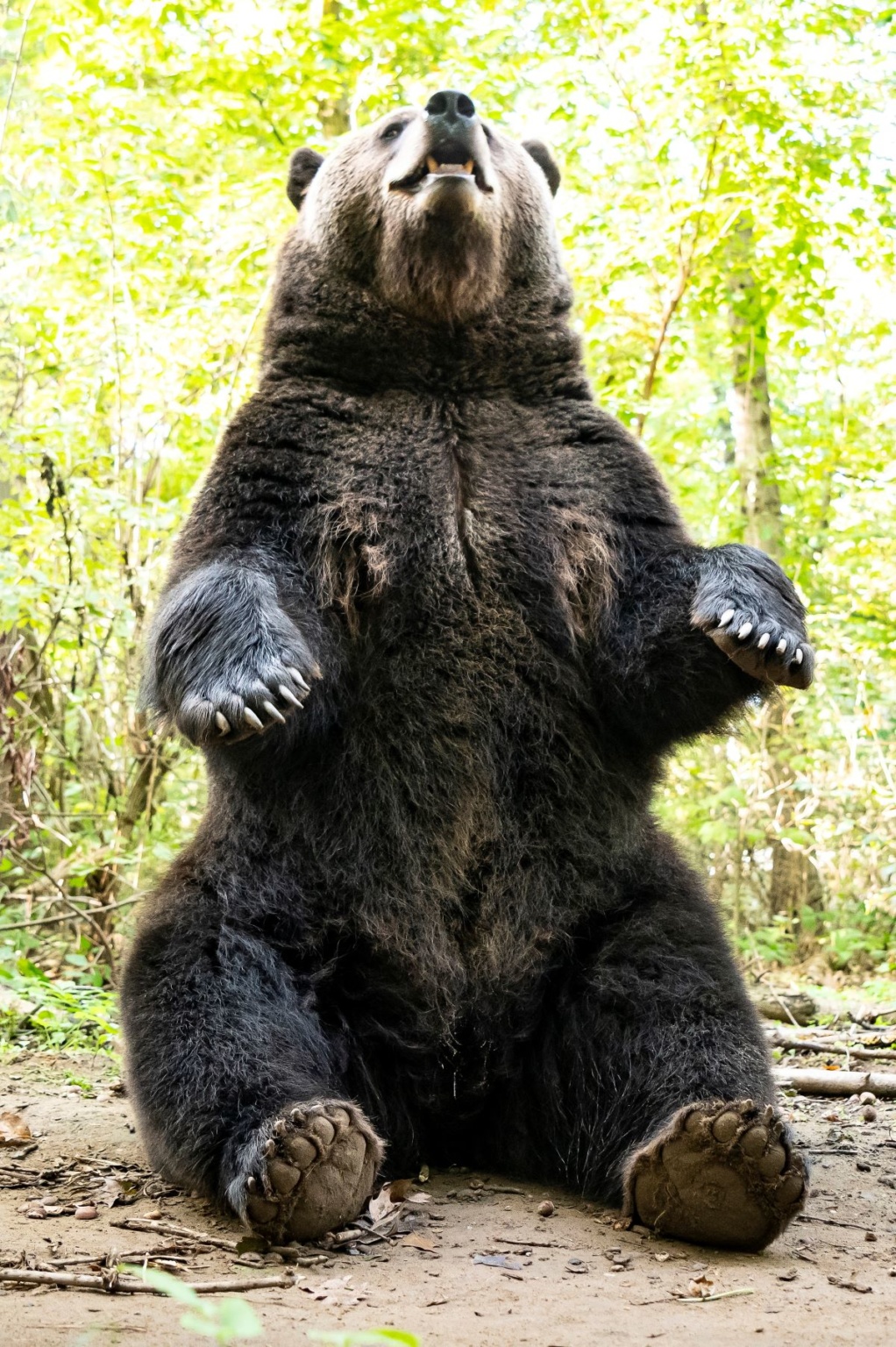 Hatalmas medvék érkeztek Nyíregyházára | Startlap Utazás