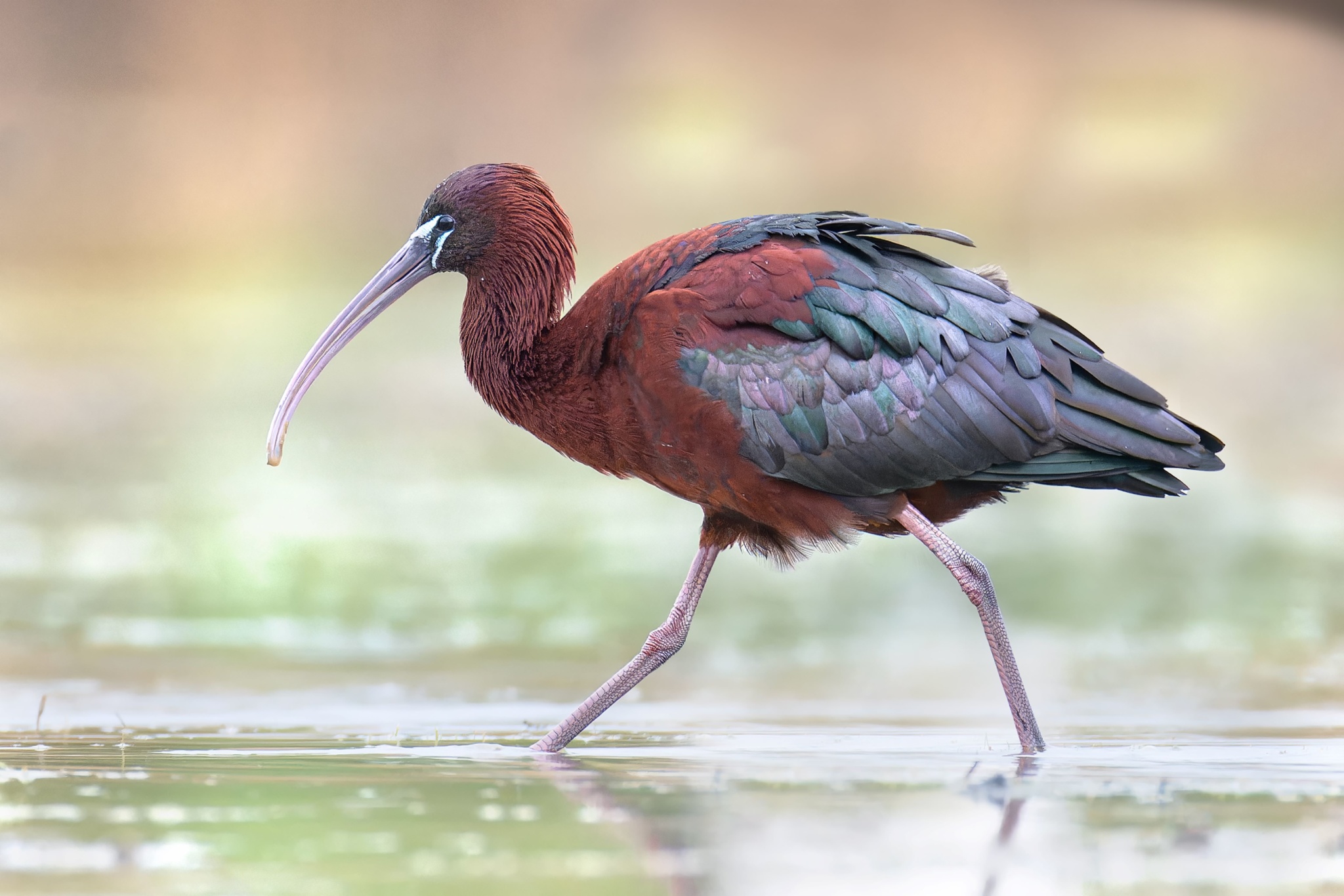 Különleges madárcsapat jelent meg a kardoskúti Fehér-tavon - Startlap ...