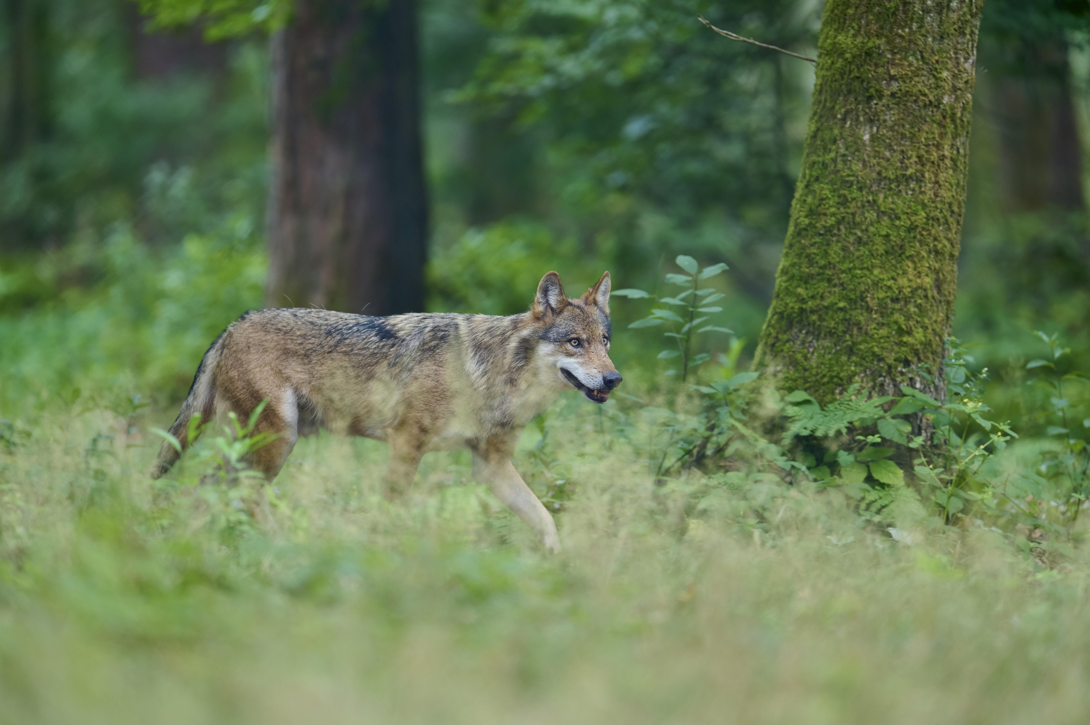 Videón a nógrád vármegyei farkas - Startlap Utazás