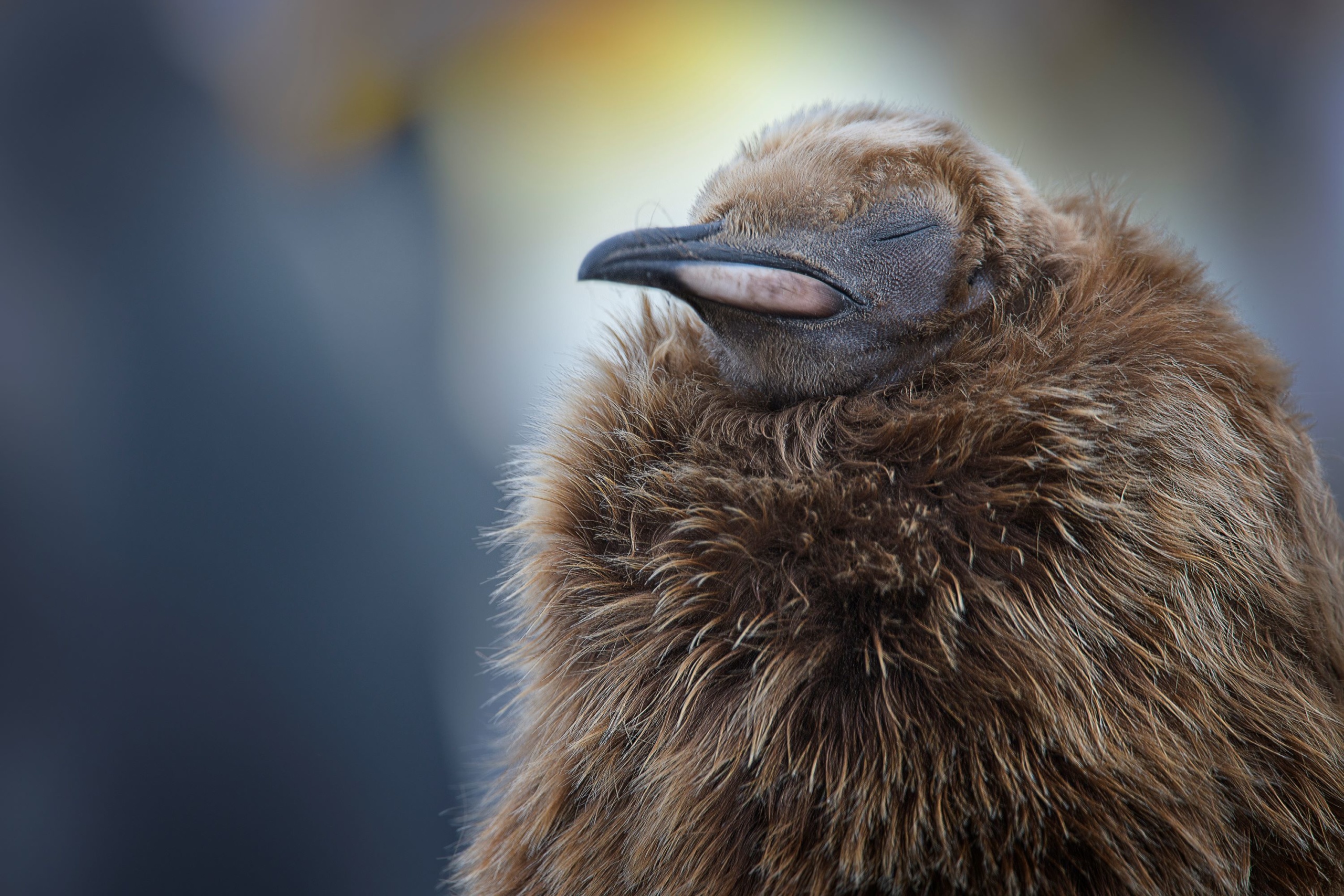 Megőrül az internet a pingvinfiókáért: Pesto már most magasabb a ...
