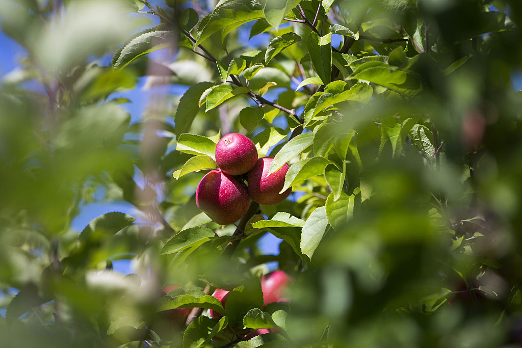 Kiderült, miért csak Idared alma kapható | Startlap Vásárlás