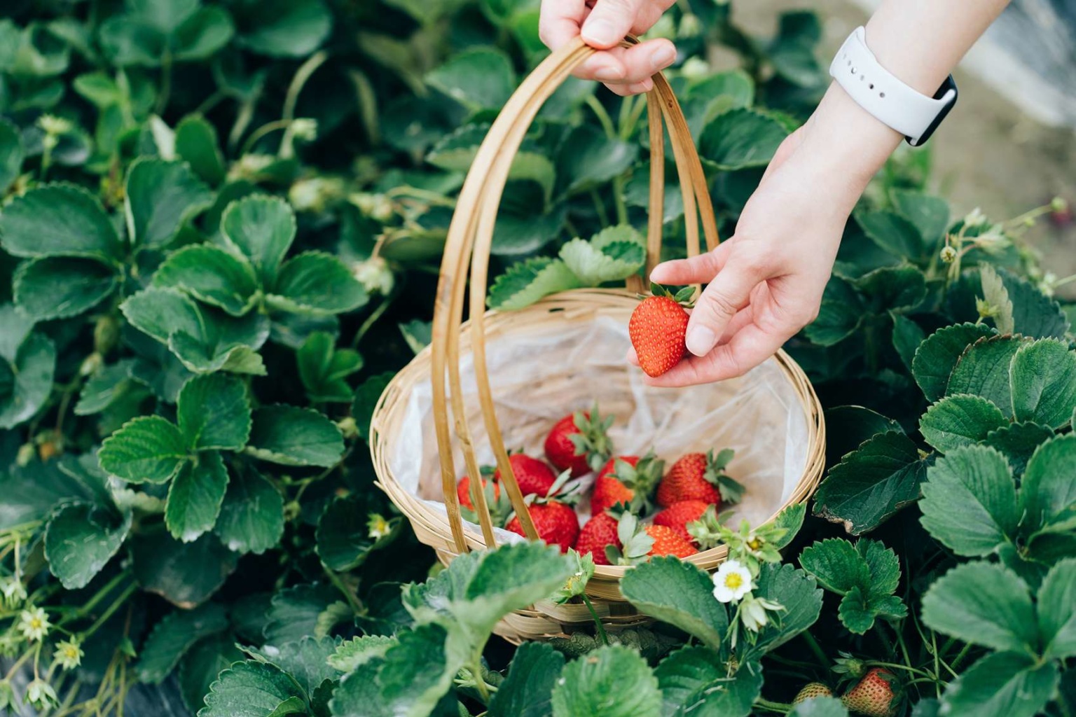 Szedd magad eperföldek 2025: friss lista | Startlap Vásárlás